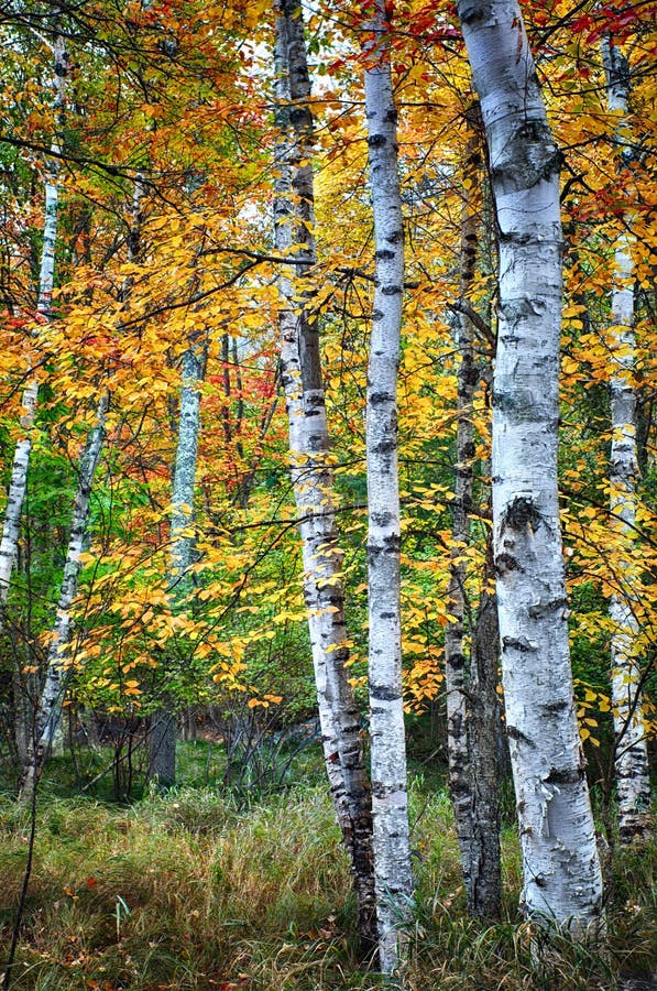 Birch Trees In Autumn Season Stock Image - Image of leaf, colorful ...
