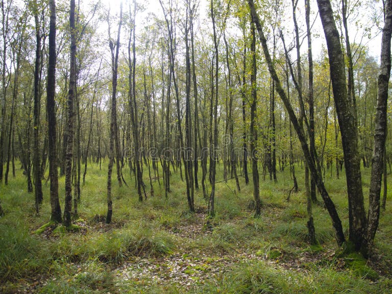 Birch trees backlight stock image. Image of birch, swampland - 27102921