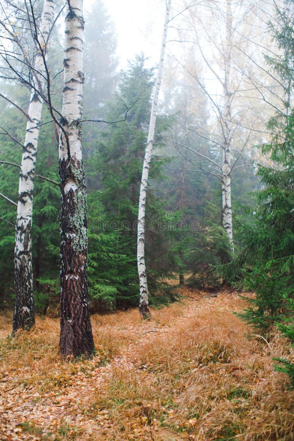 Birch Trees in Beautiful Still Scenery in Forest Stock Image - Image of ...