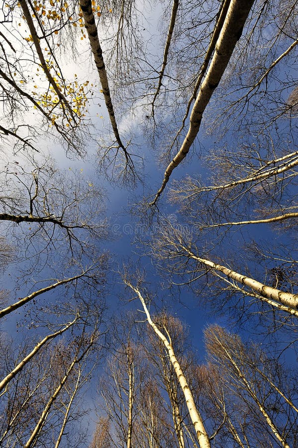 Birch trees and blue sky stock photo. Image of tall, looking - 17850602