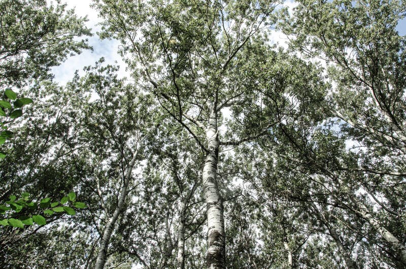 Birch Trees with Blue Sky and Clouds Stock Photo - Image of trunk ...