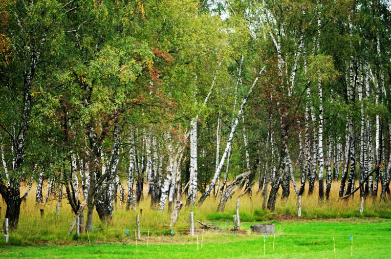 Birch Trees in a Bog Forest Stock Image - Image of backgrounds, people ...
