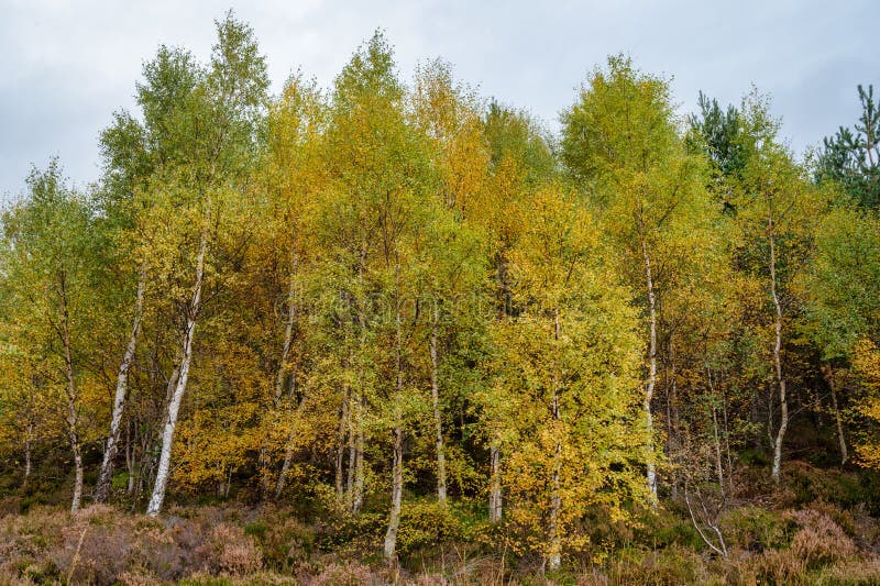Birch Trees stock photo. Image of hike, scenic, forest - 262018948