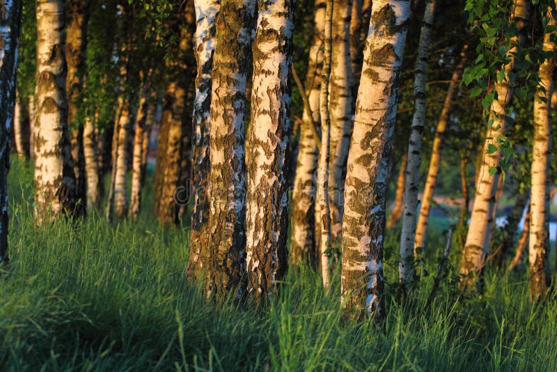Birch trees in the dawn stock photo. Image of valley - 122709172