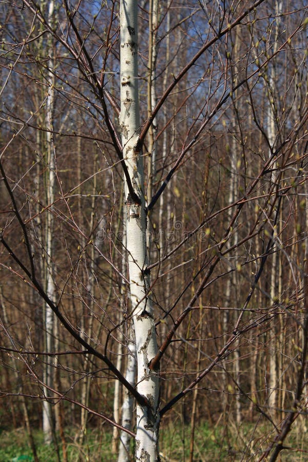 Birch Trees in Early Spring Stock Photo - Image of march, early: 36179694