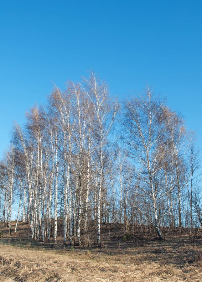 Birch Trees in Early Spring Time Stock Image - Image of travel, glade ...
