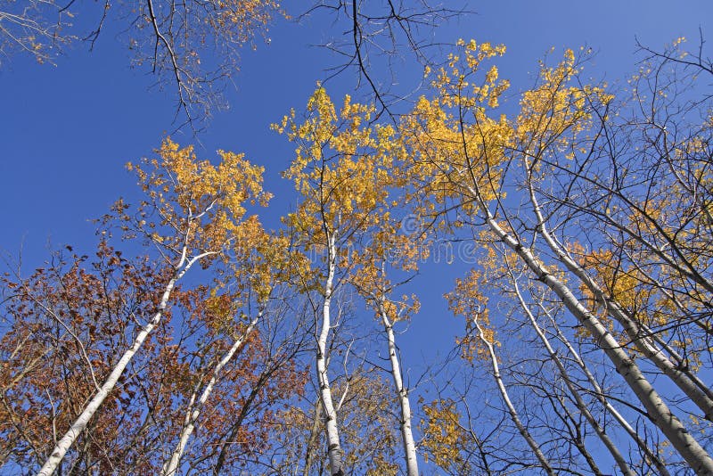 Birch Trees in Fall Colors stock image. Image of scenic - 106926503