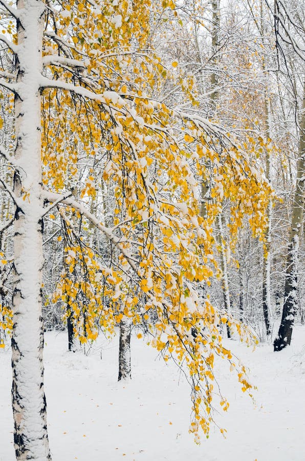 Birch trees in fall colors stock image. Image of countryside - 59158899