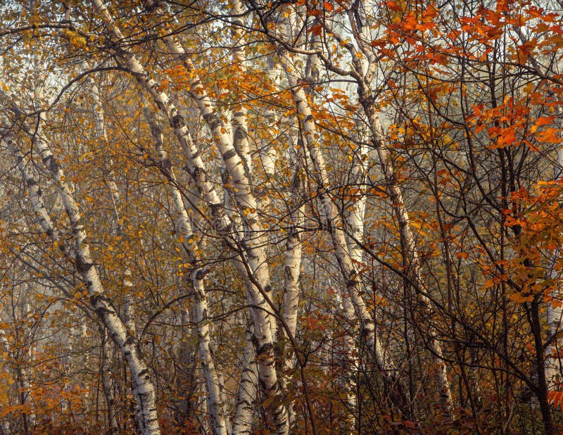 Birch Trees in the Fall Colors Stock Photo - Image of trees, outdoors ...