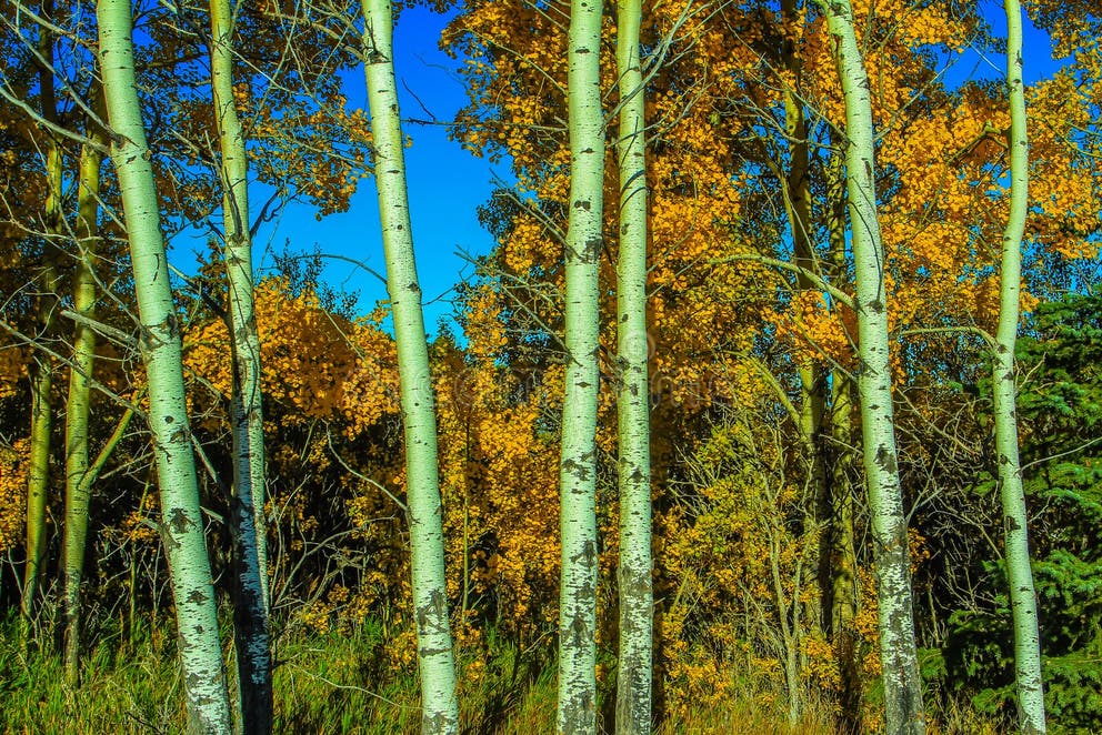 Birch Trees and Fall Colours Stock Photo - Image of cloudy, beauty ...