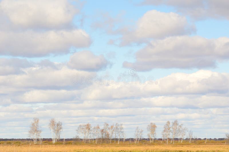 Midwest Birch in St. Louis County, Missouri 2019 III Stock Photo ...