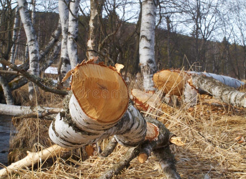 Birch Trees Felled by the Beaver Near the Stream Stock Image - Image of ...