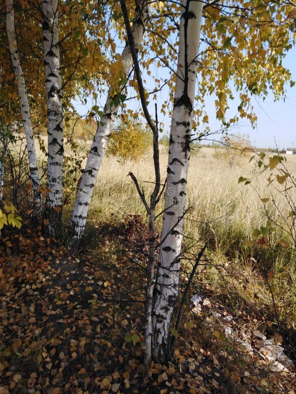 Birch trees in the field stock photo. Image of trees - 198124678