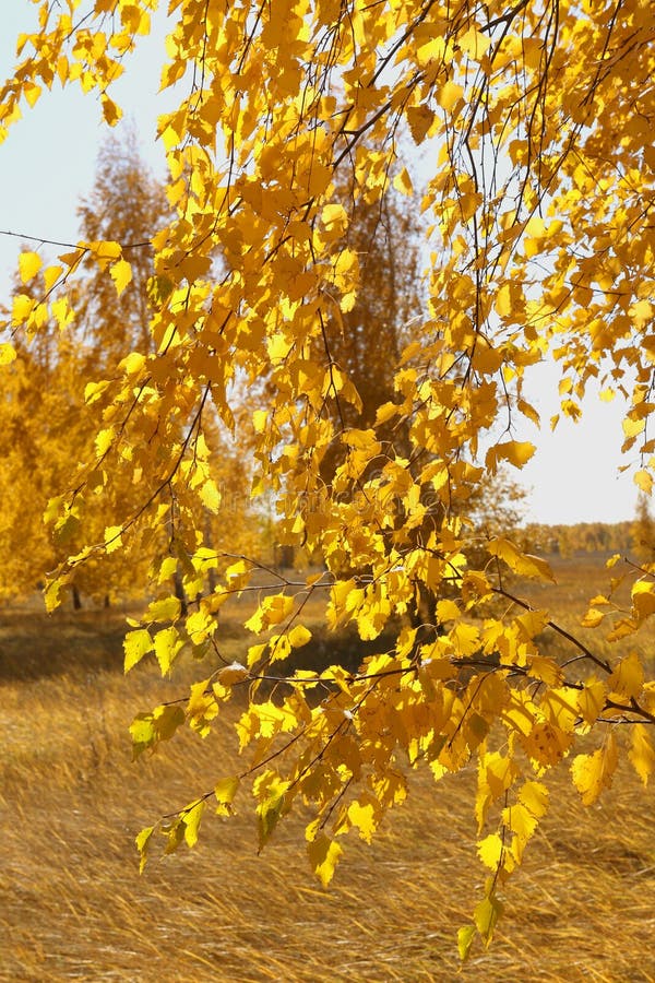 Birch Trees in the Forest on a Clear Day in Autumn Stock Photo - Image ...
