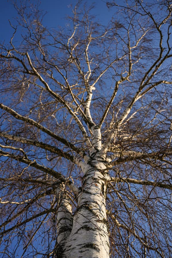 Birch trees in a forest stock image. Image of sunlight - 268927001