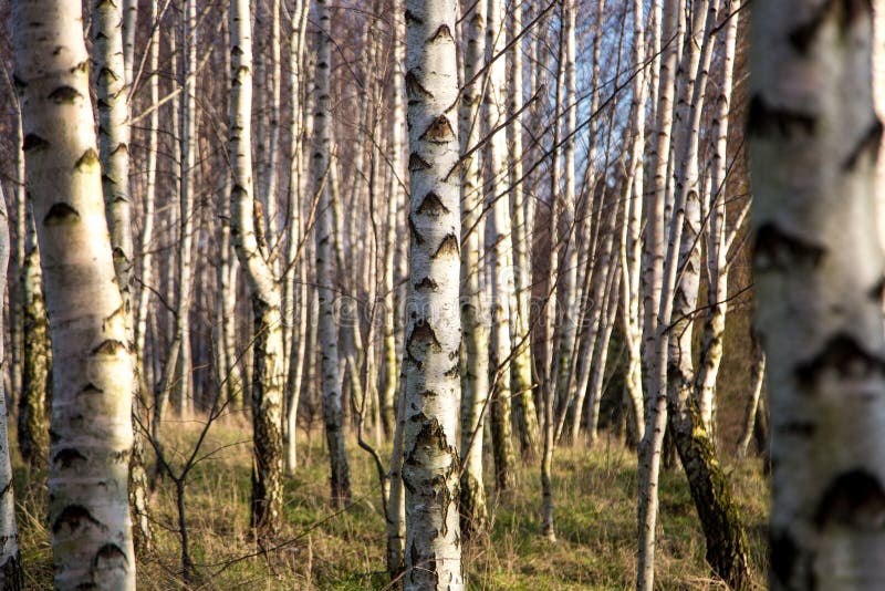 Birch-trees stock image. Image of foliage, light, leaf - 47672725