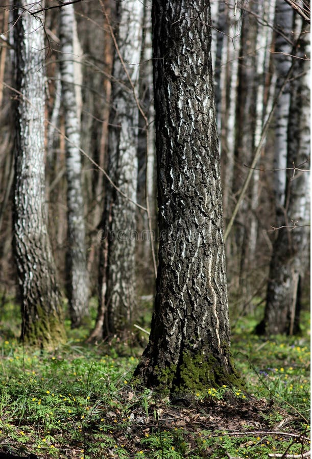Birch Trees in the Forest in May Stock Image - Image of leaves, plant ...