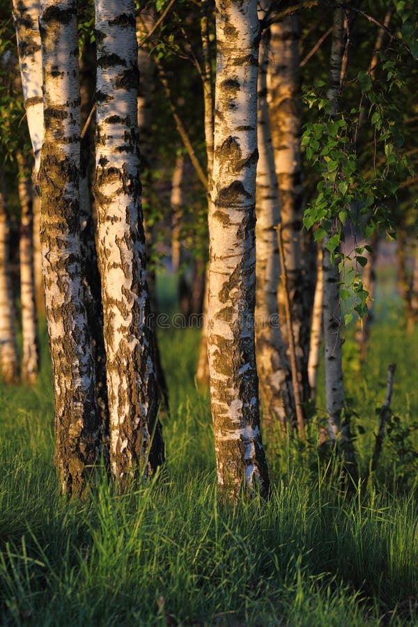 Birch Trees. Forest. Nature in Poland Stock Image - Image of masuria ...