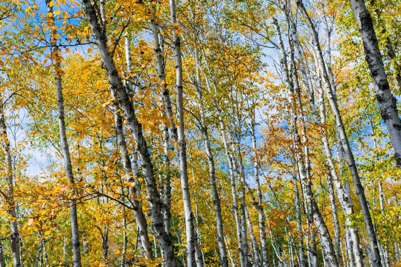 Birch Tree Forest in Fall stock photo. Image of trek - 154513210