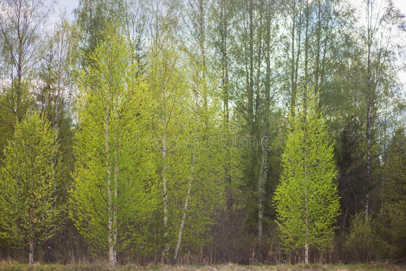 Birch Trees with Fresh Green Leaves in Spring Stock Image - Image of ...