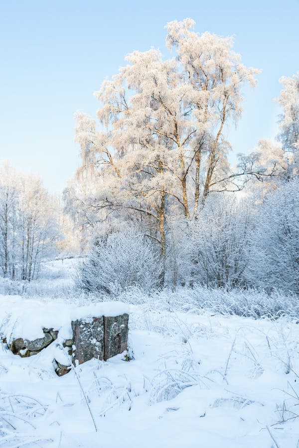Birch trees with frost stock photo. Image of nature, beauty - 36151590