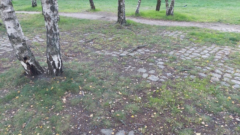 Birch Trees on Green Lawn with Cobblestone Plaster Pavement Stock Image ...