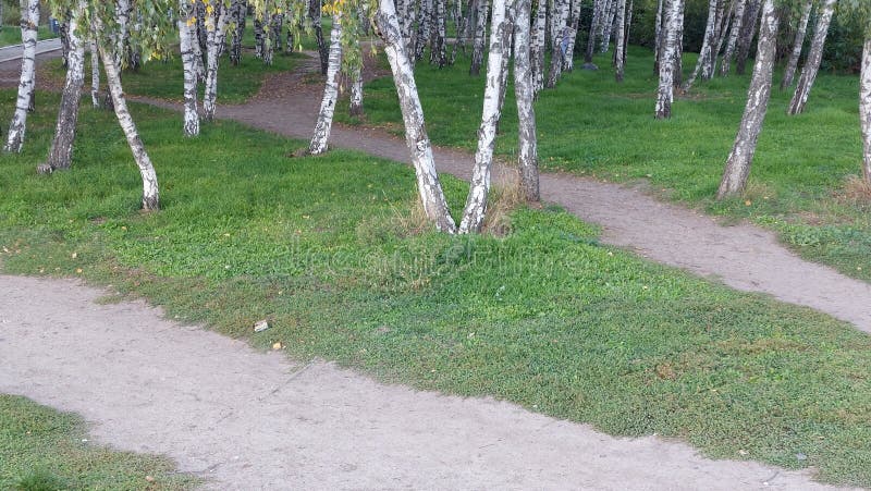 Birch Trees on Green Lawn with Cobblestone Plaster Pavement Stock Image ...