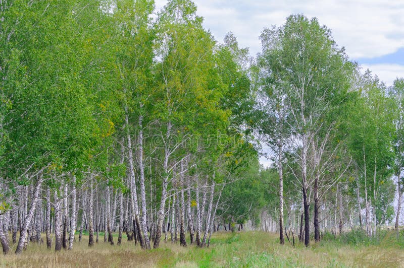 Summer birch trees stock image. Image of trees, white - 4435583
