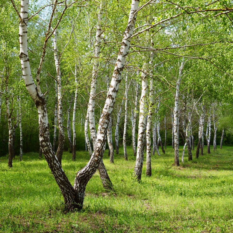 Birch trees stock image. Image of bark, landscape, green - 54008951