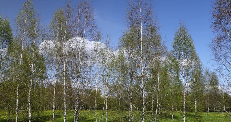 Birch Trees with Green Young Foliage, the First Foliage Stock Video ...
