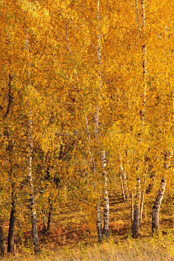 Birch trees grove stock photo. Image of birch, yellow - 21726616