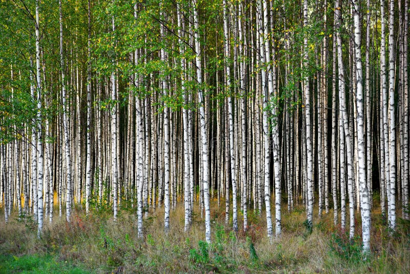 Grove of birch trees stock image. Image of beauty, plant - 55579639