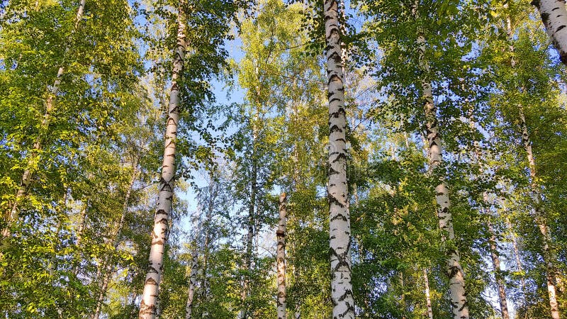 Birch Trees in a Grove stock image. Image of food, coniferous - 225768403