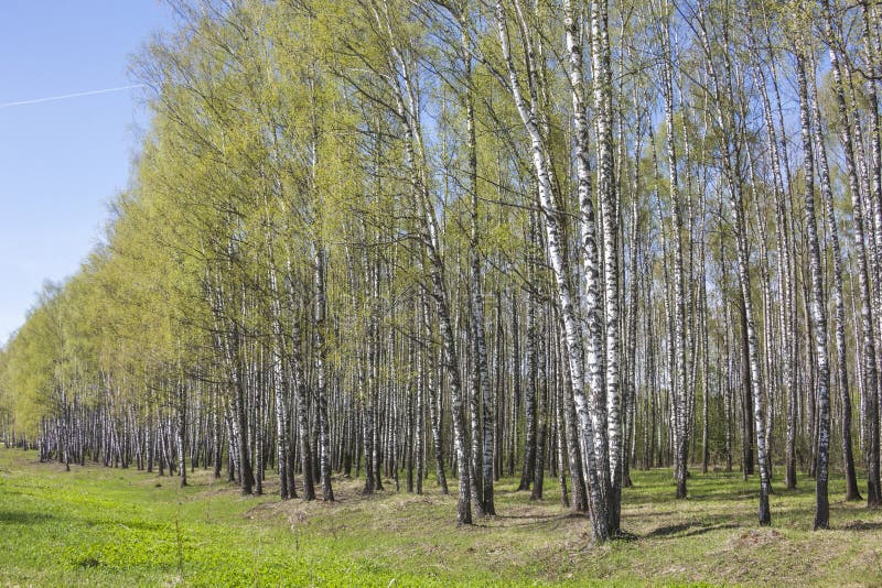 Birch Trees Grove. Spring Russian Landscape Stock Image - Image of ...