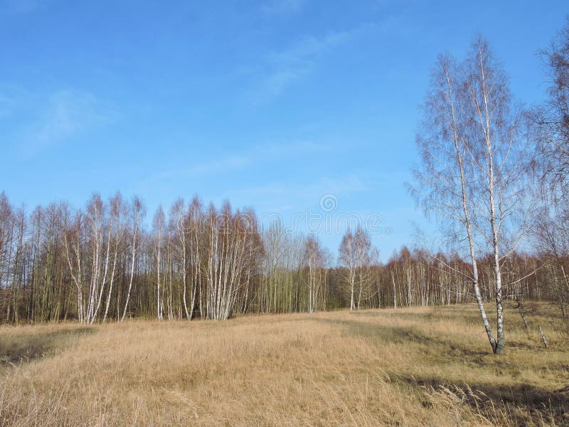 Birch trees grove stock photo. Image of beautiful, spring - 67554446