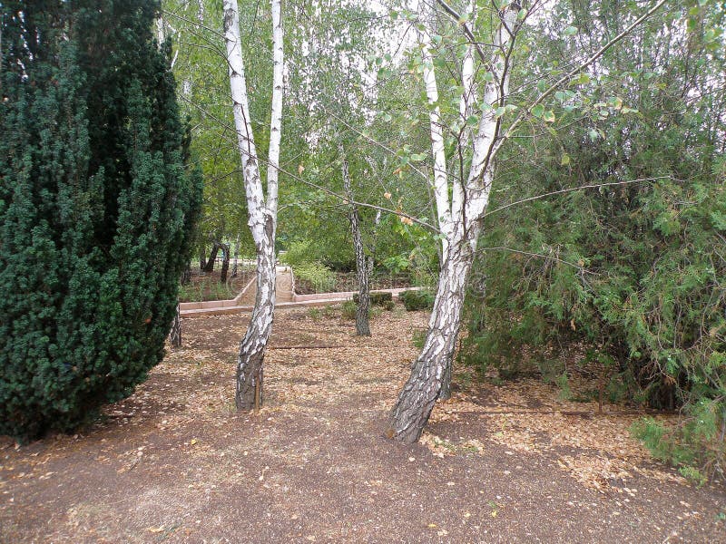 Birch trees. stock image. Image of garden, slabs, growing - 83903601