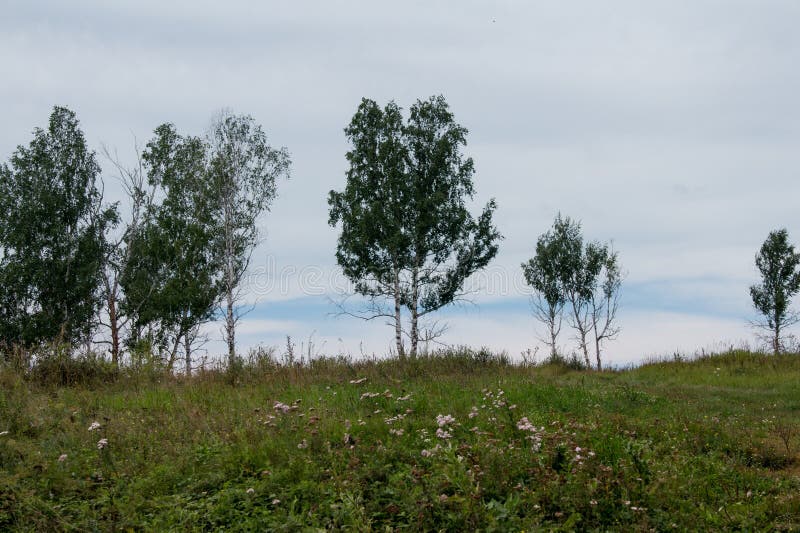 Birch Trees Grow on Top of the Hill Stock Photo - Image of bright ...