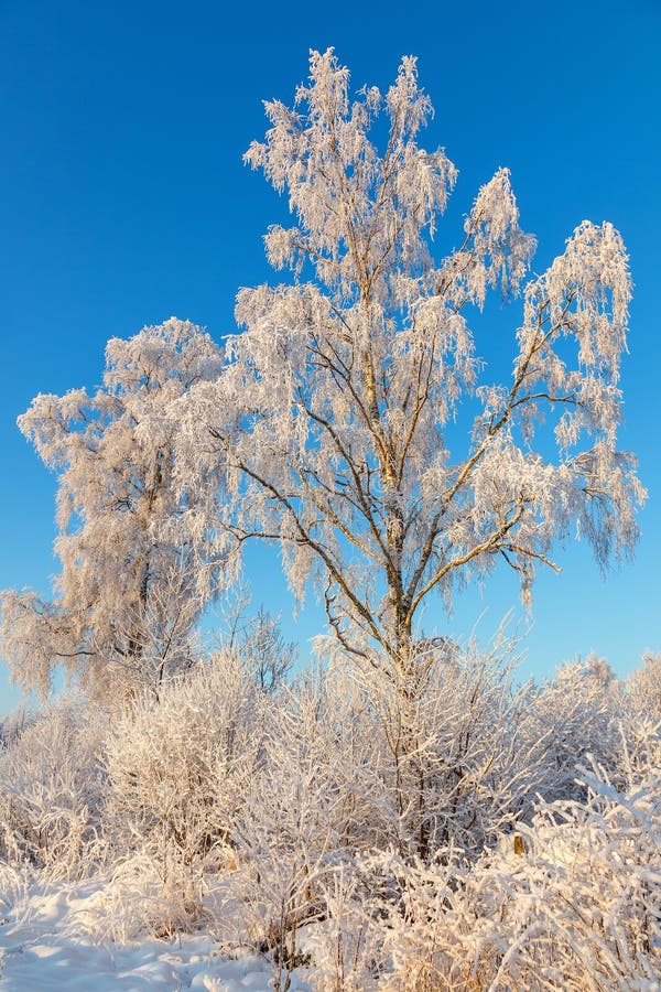 Birch Trees with Hoarfrost in a Winter Landscape Stock Photo - Image of ...