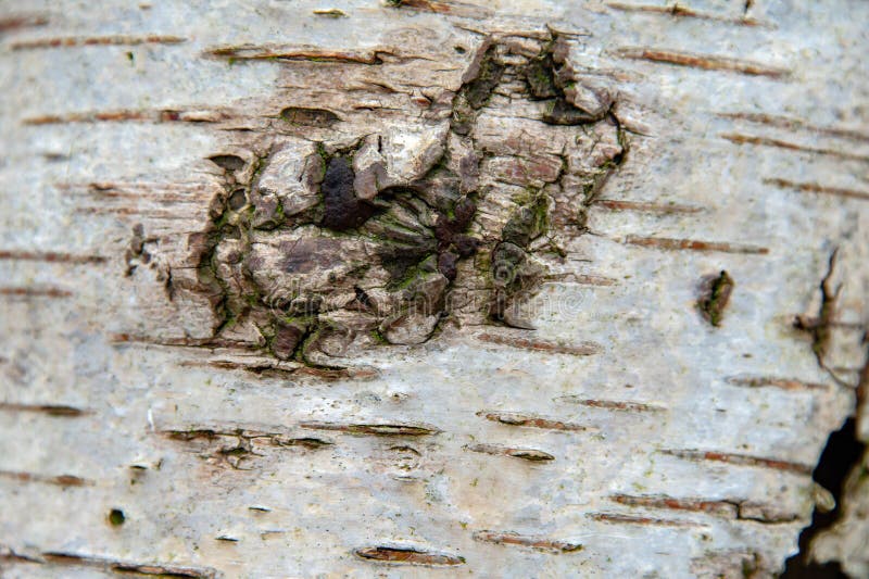 Birch Trees Knot Closeup Background Stock Image - Image of beautiful ...