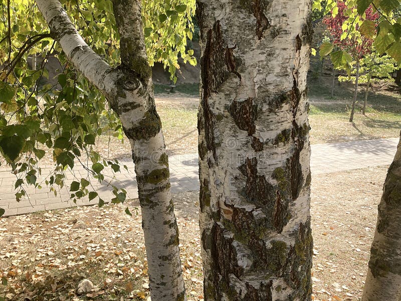 Birch Trees in the Park, Close Up of a Tree Stock Image - Image of ...