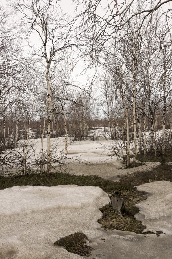 Birch Trees without Leaves in Early Spring. March Stock Photo - Image ...