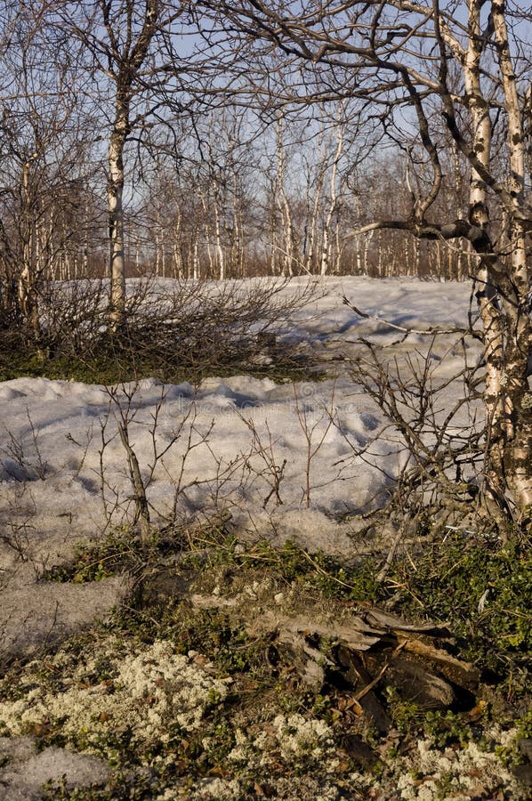 Birch Trees without Leaves in Early Spring. March Stock Image - Image ...