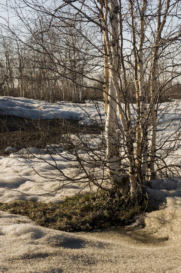 Birch Trees without Leaves in Early Spring. March Stock Photo - Image ...