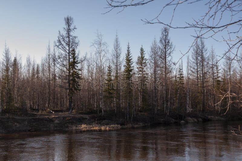 Birch Trees without Leaves in Early Spring. Small River Flow Across ...