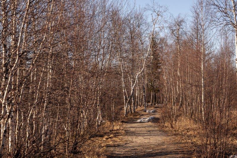 Birch Trees without Leaves in Early Spring. Snow on the Ground Stock ...