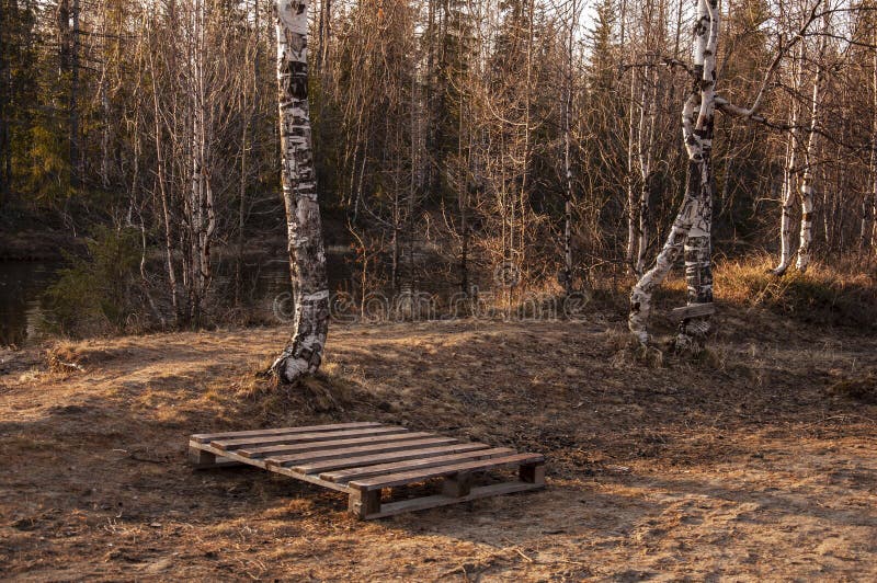 Birch Trees without Leaves in Early Spring. Snow on the Ground. March ...