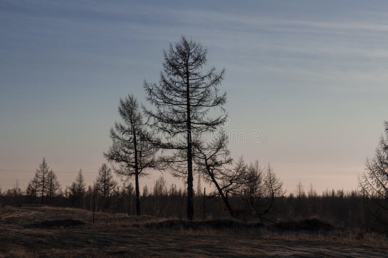 Birch Trees without Leaves in Early Spring. Snow on the Ground Stock ...