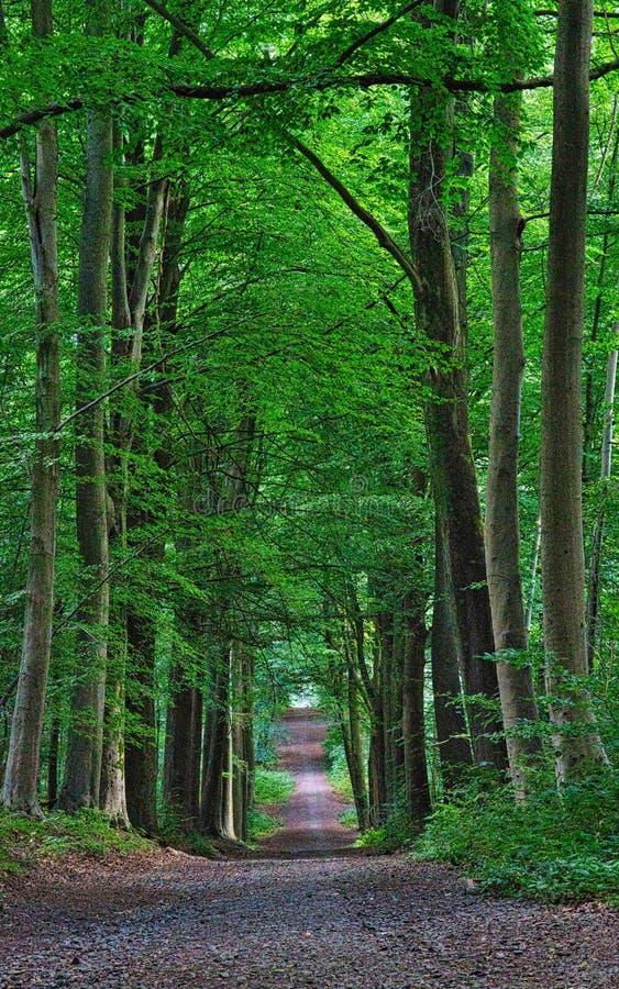 Birch Trees Line the Pathway on a Mid Summers Day Stock Photo - Image ...