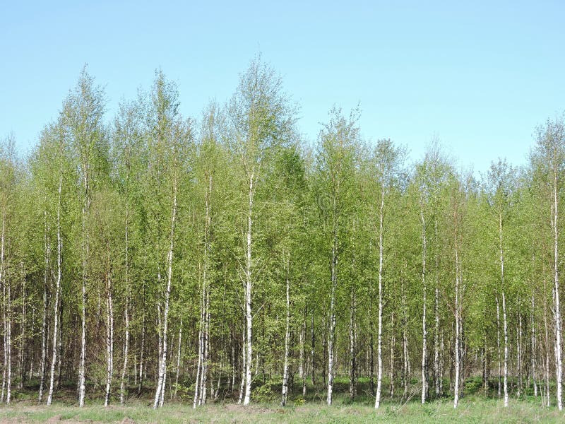 Birch trees stock image. Image of little, forest, beautiful - 53881389