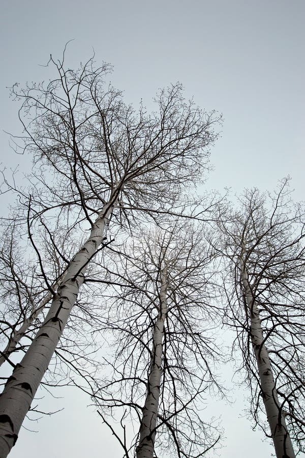 Birch trees stock image. Image of spring, birch, bark - 16982975